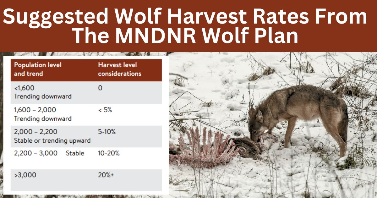 Minnesota Wolf Management Bills You Should Support